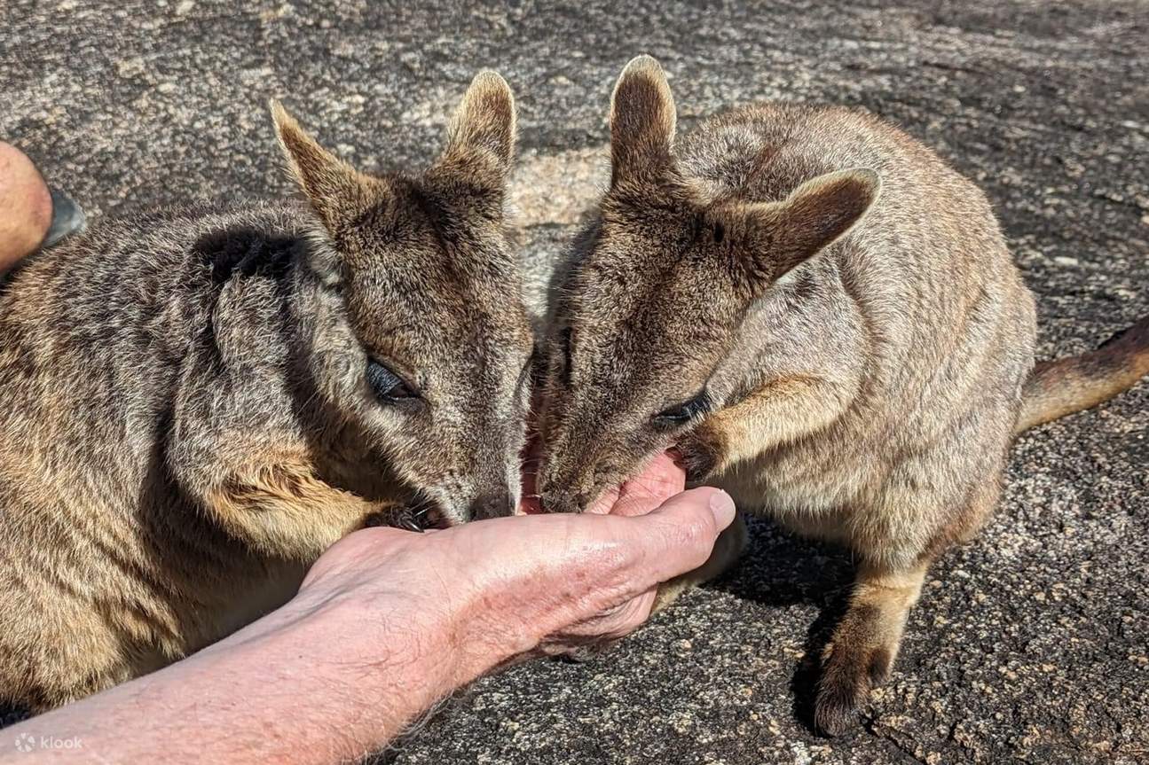 Cairns Waterfalls Wildlife and Tastings on the Tablelands - Klook ...