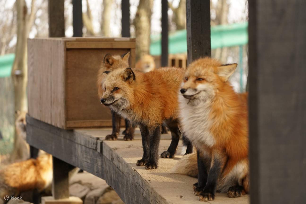 Mogamiya Ryokan Onsen and Zao Fox Village Experience - Klook