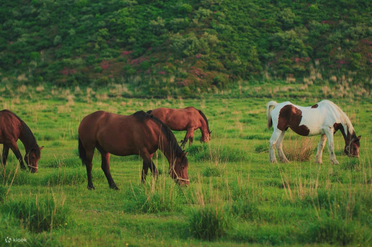 Mt. Aso & Takachiho Gorge from Kumamoto (Return by Aso Boy Train ...
