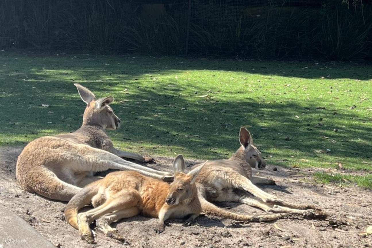 Pinnacle Desert Explorer with Lancelin Sandboarding Full Day Tour ...