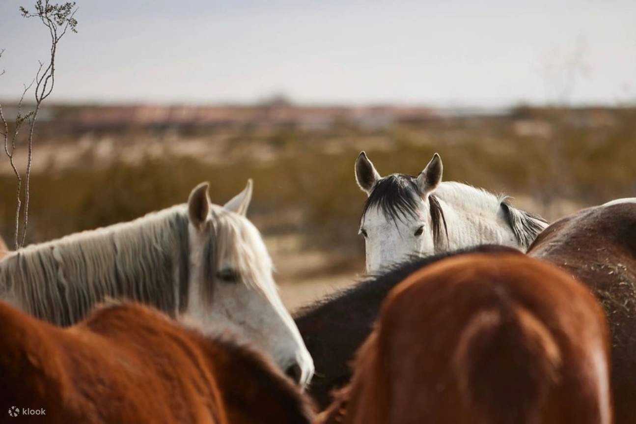 Animal Visit and Adventure Ride Experience in Joshua Tree - Klook