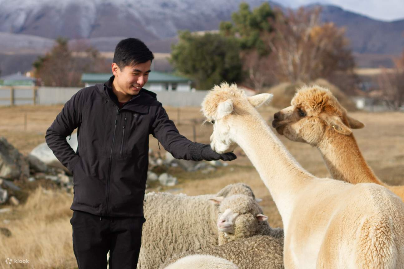 Lake Tekapo Farm Tour - Klook Singapore