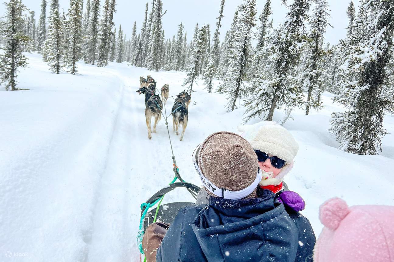 Fairbanks, Alaska Dog Sledding Day Tour - Klook Stati Uniti