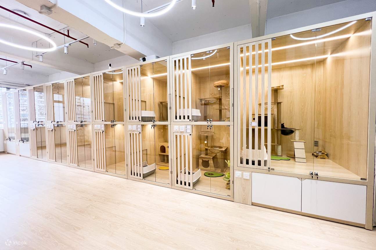 Cat hotel store