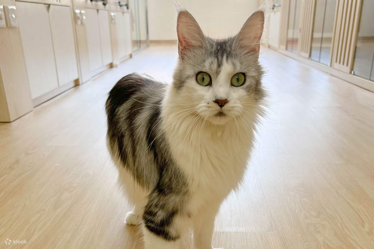 Catwalk Hotel - Cat Hotel in Hong Kong - Klook Philippines