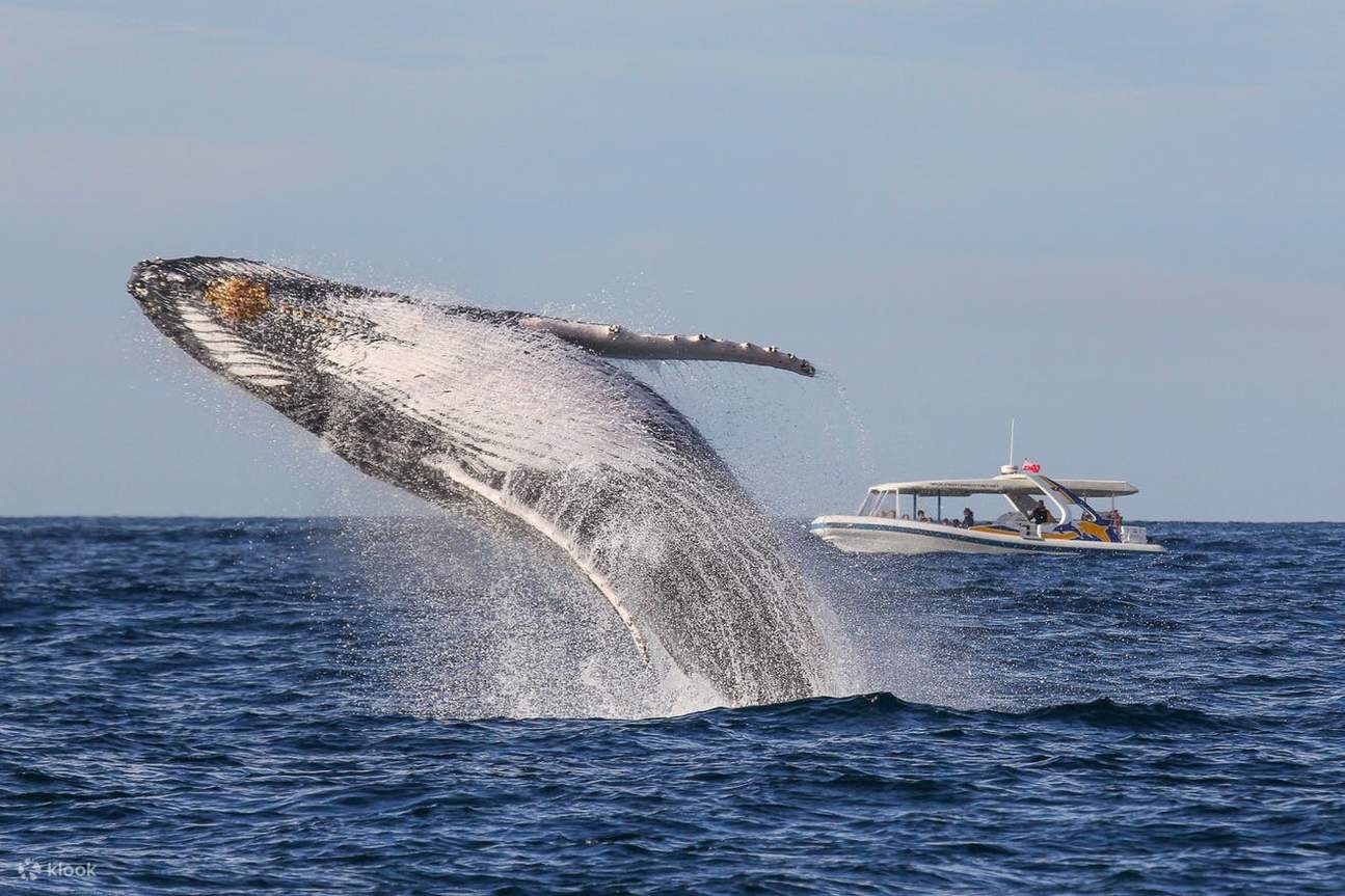 Fantasea 悉尼 2 小时高速观鲸游轮 - Klook客路