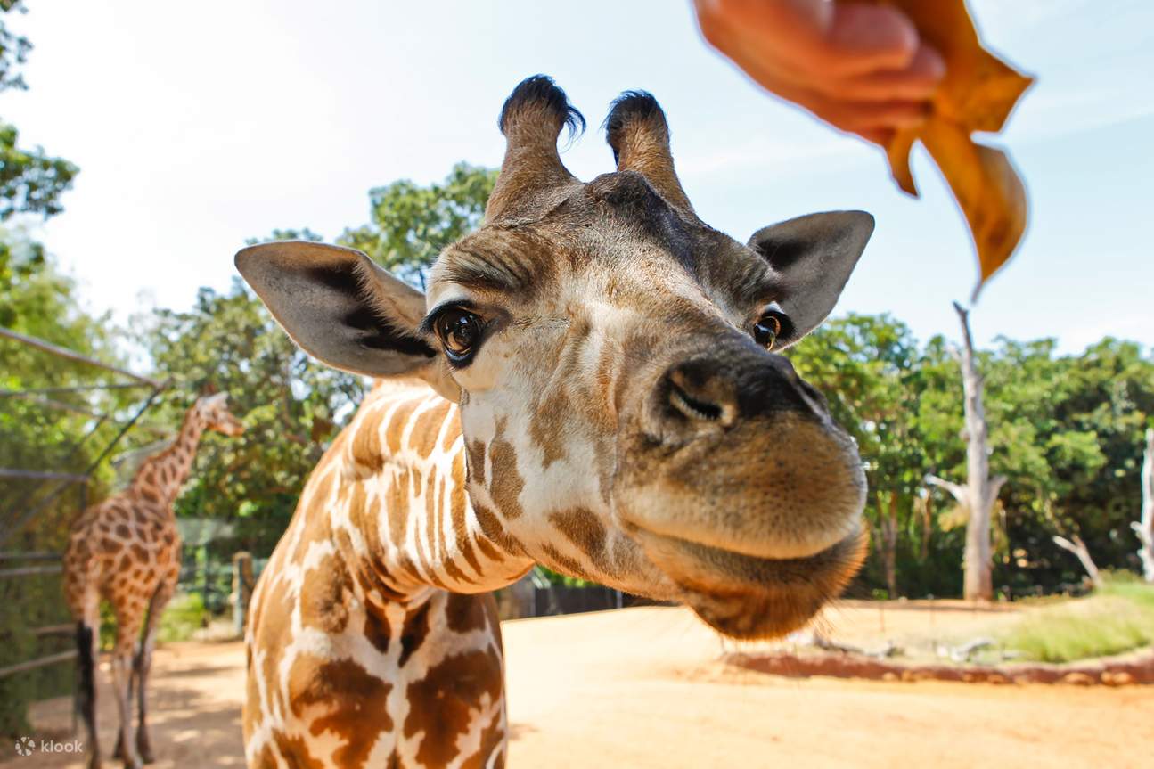 Tiket Masuk Perth Zoo dan Swan River Sightseeing Cruise - Klook Indonesia