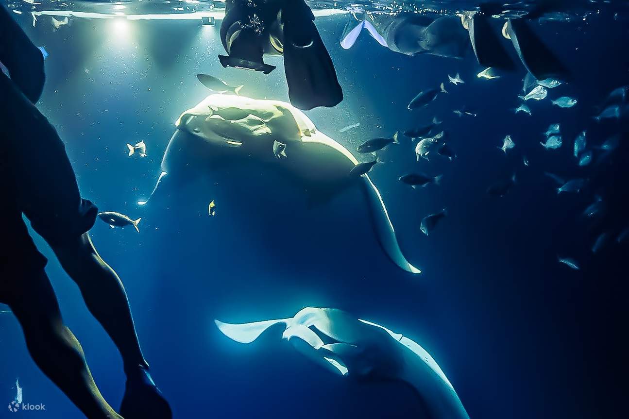 Kona Manta Ray Night Snorkel with Sunset Cruise Tour - Klook