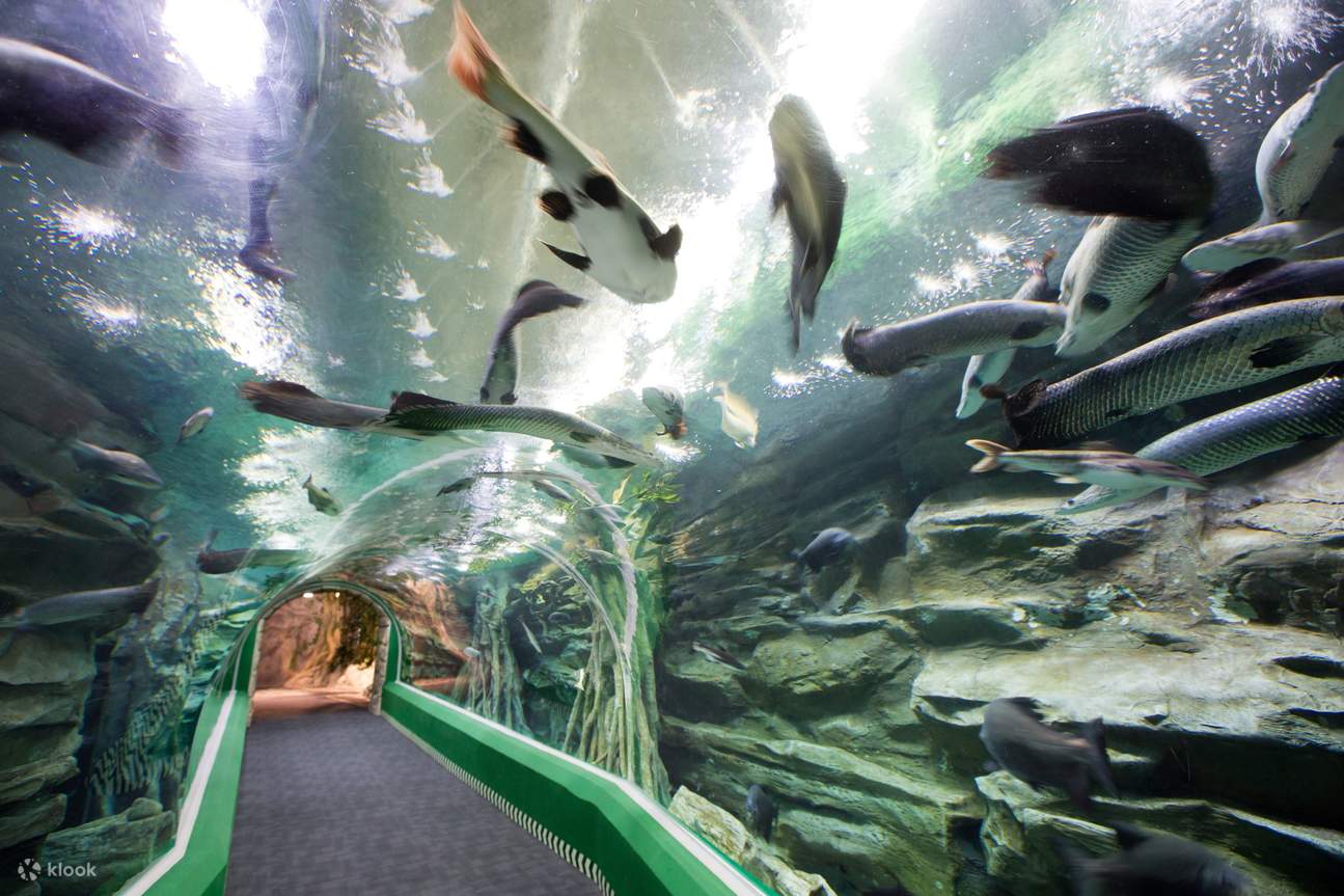 EVERLAND & LOTTE WORLD 2-Day Tour - Klook