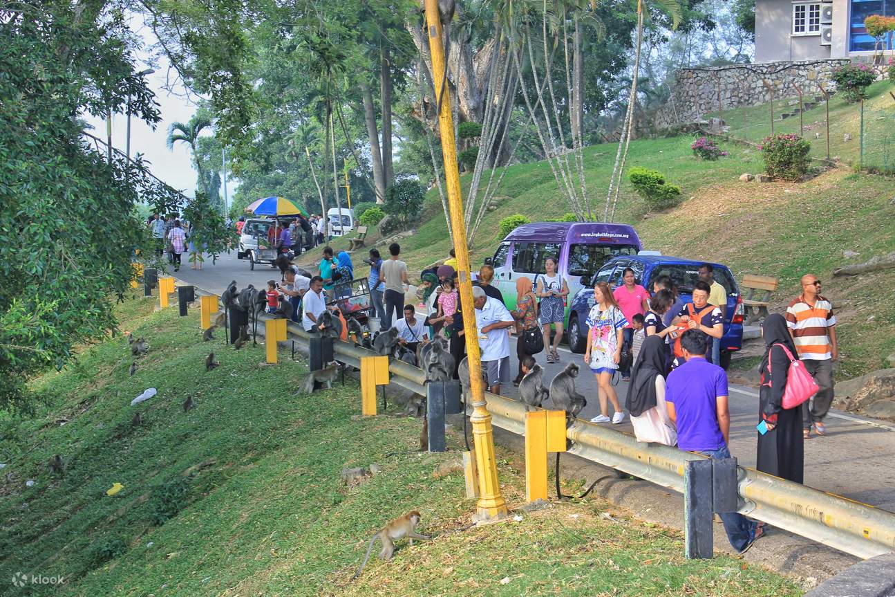 Kuala Selangor Fireflies Tour with Seafood Dinner and Boat Trip - Klook ...