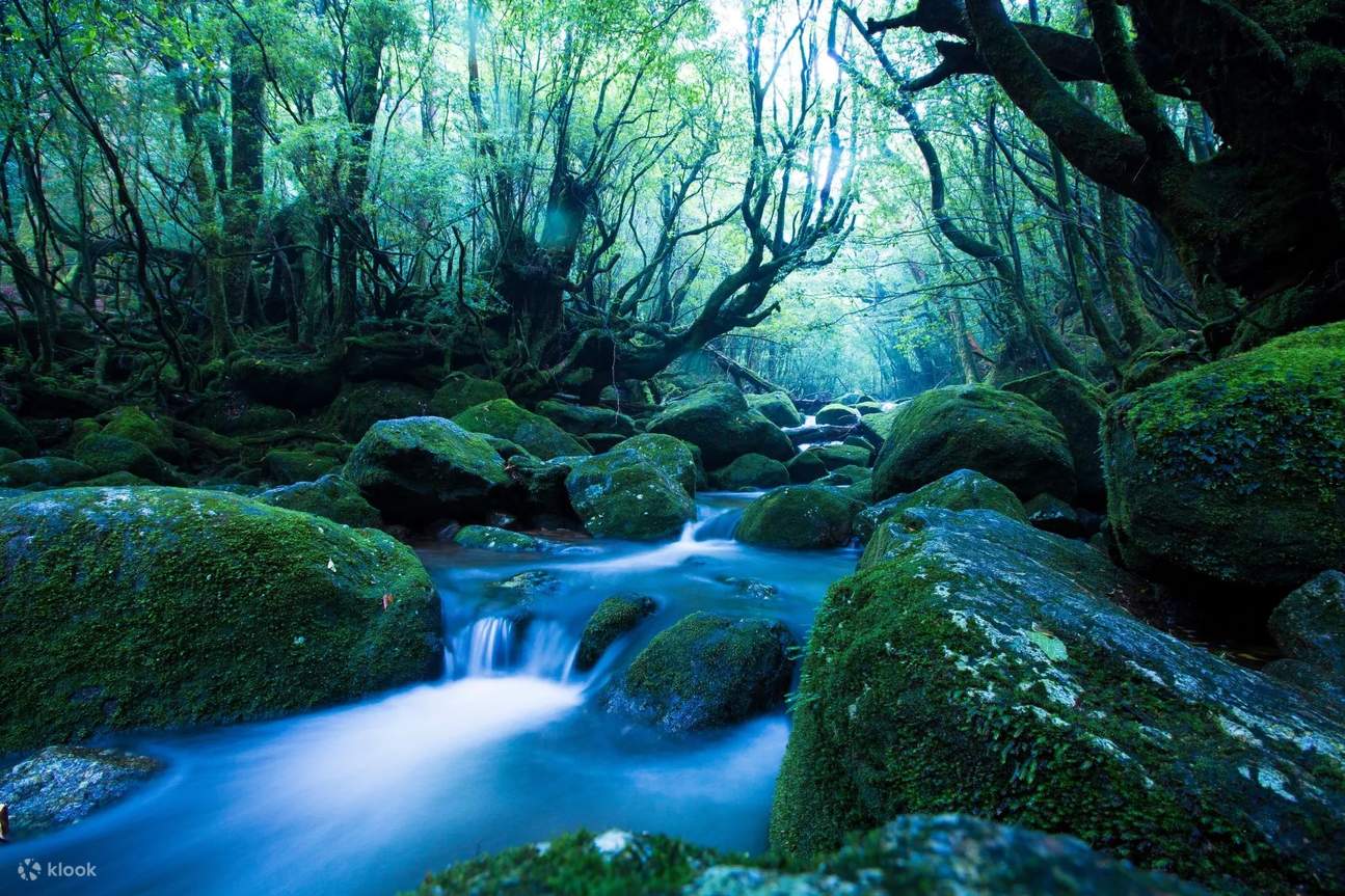 Yakushima Private Tour from Kagoshima via High-Speed Jetfoil Toppy - Klook