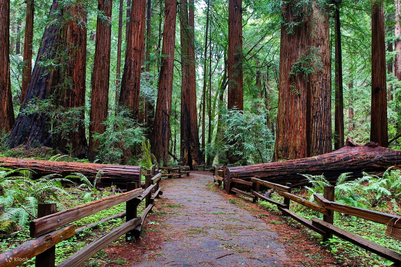 Muir Woods and Sonoma Wine Country Day Tour from San Francisco - Klook ...