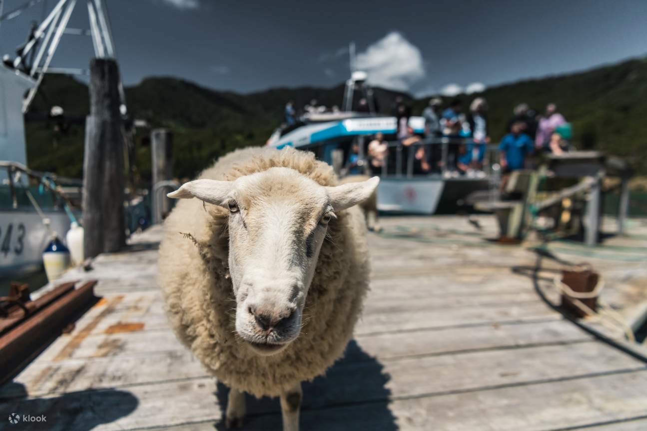 Pelorus Mail Boat Cruise in Marlborough - Klook The Bahamas