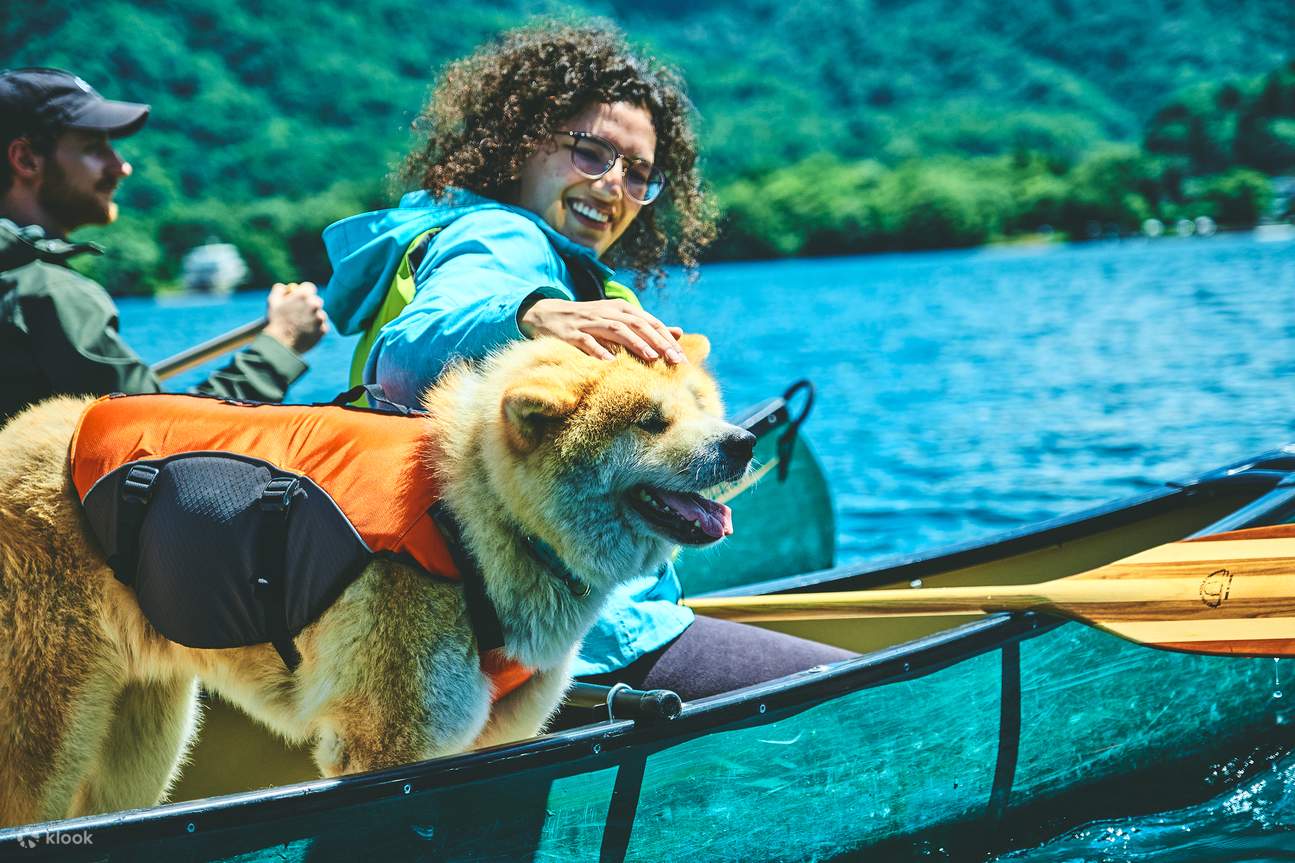 Unleash Adventure: Explore with Akita Dogs | Premier Tours at Akita ...