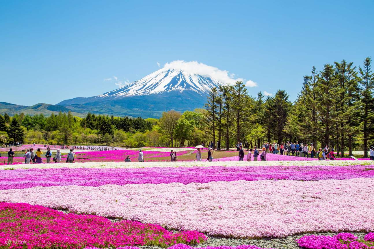 [One-day tour to Mount Fuji’s popular flower viewing spots] Oishi Park ...