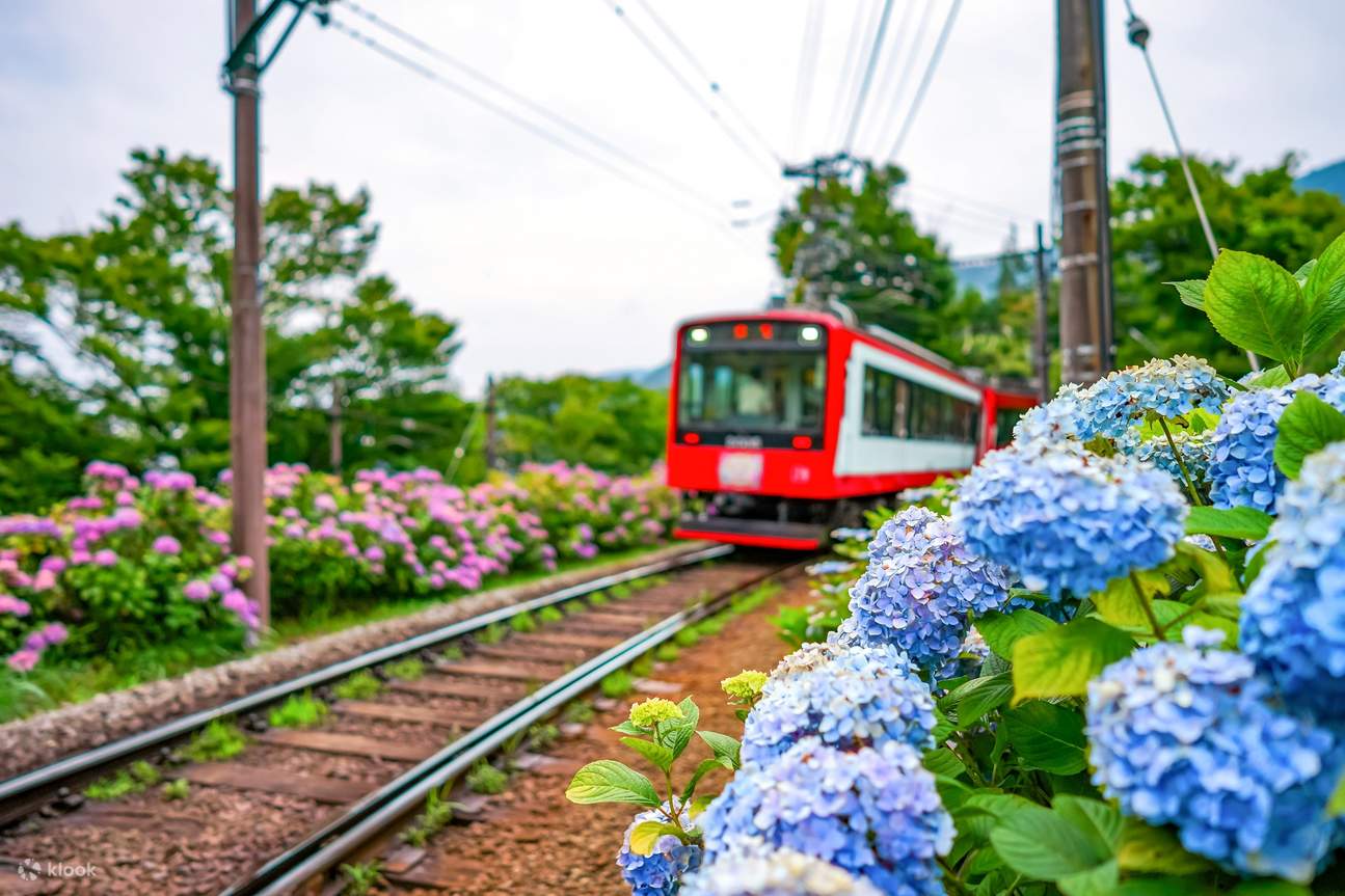 Hakone Hydrangea Train, Pirate Ship & Lunch at Hotel de Yama - Klook ...