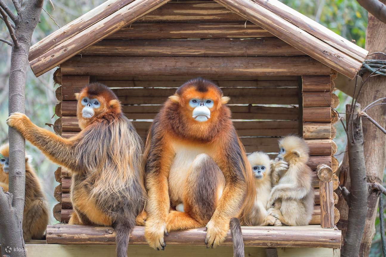 Book Chimelong Safari Park Guangzhou Tour - Klook Singapore