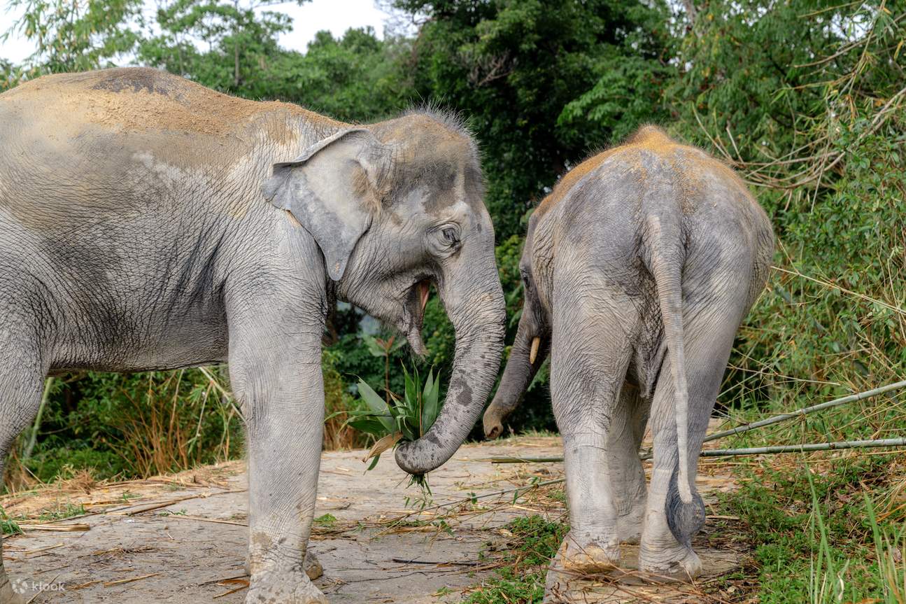 Patong Hill tribe Elephant Village Combo adventure - Klook Singapore