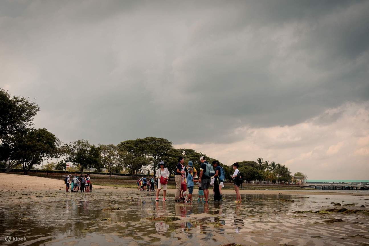 Unravelling Wildlife Mysteries Nature Walk Experience in Singapore ...