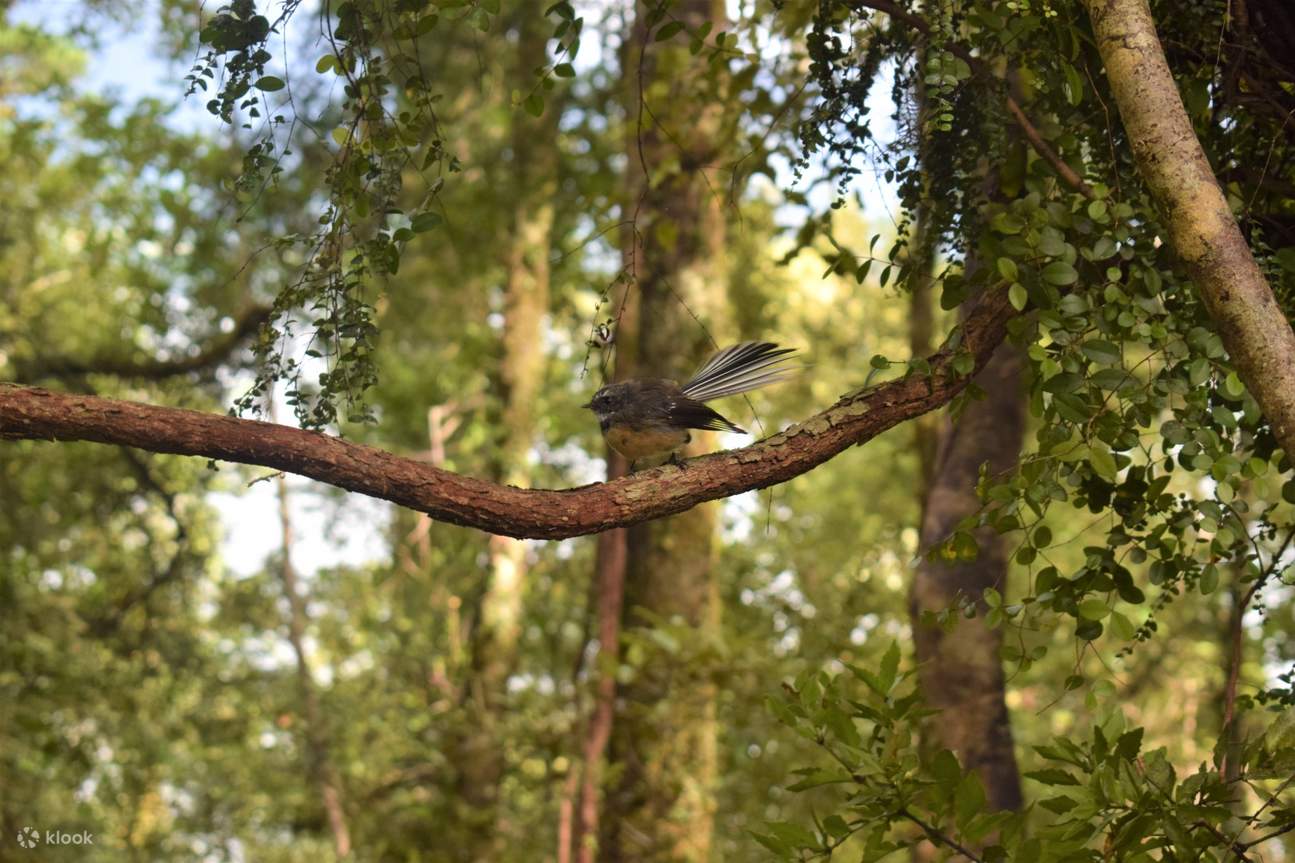 Cruise and Walking Experience in Okarito Kiwi Sanctuary from Franz ...