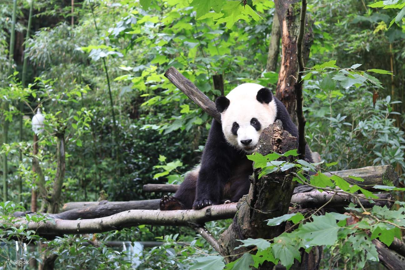 Tur satu hari Pangkalan Panda Chengdu + Museum Sanxingdui (rute tur ...