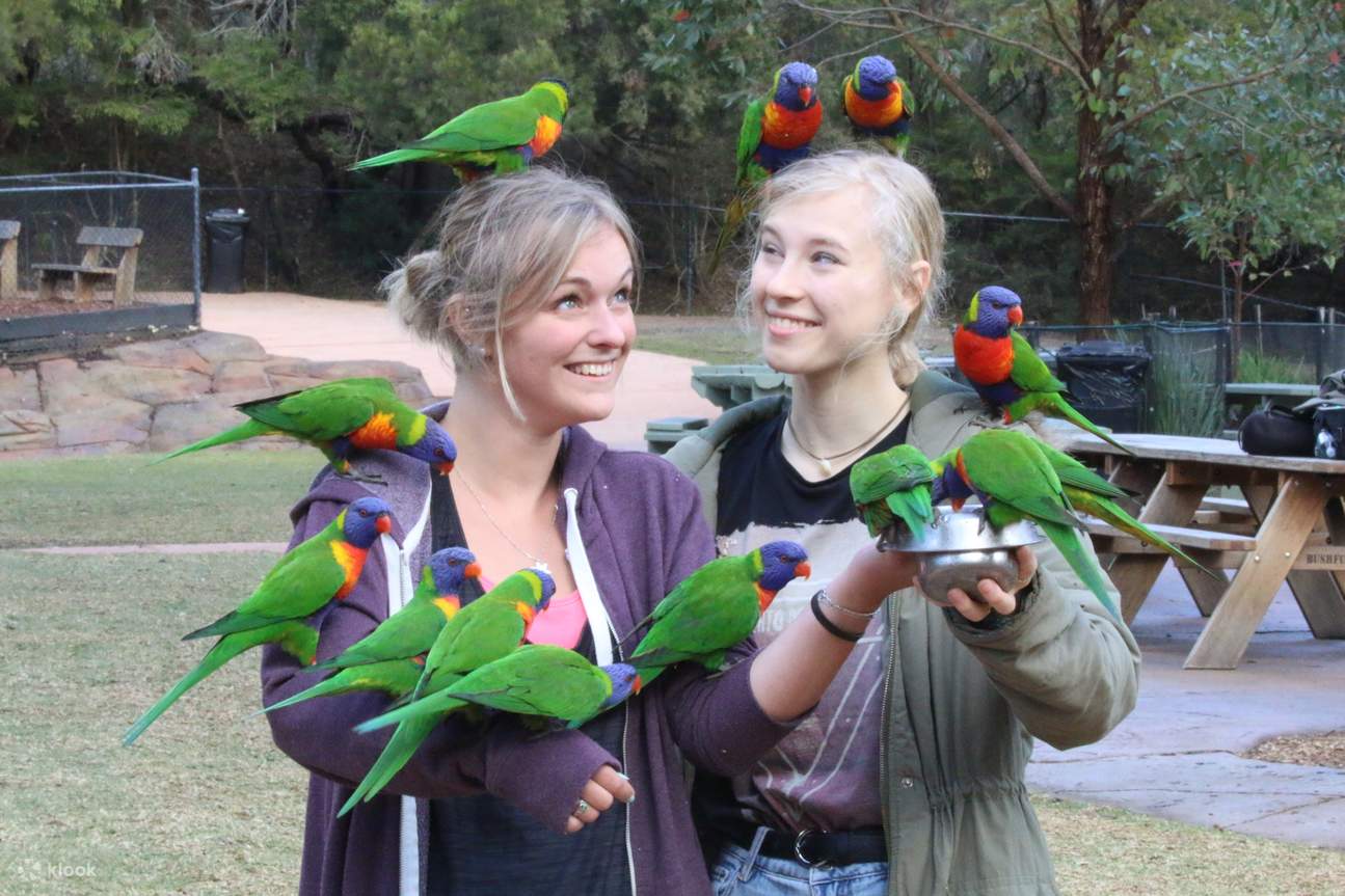 The Australian Reptile Park Ticket - Klook