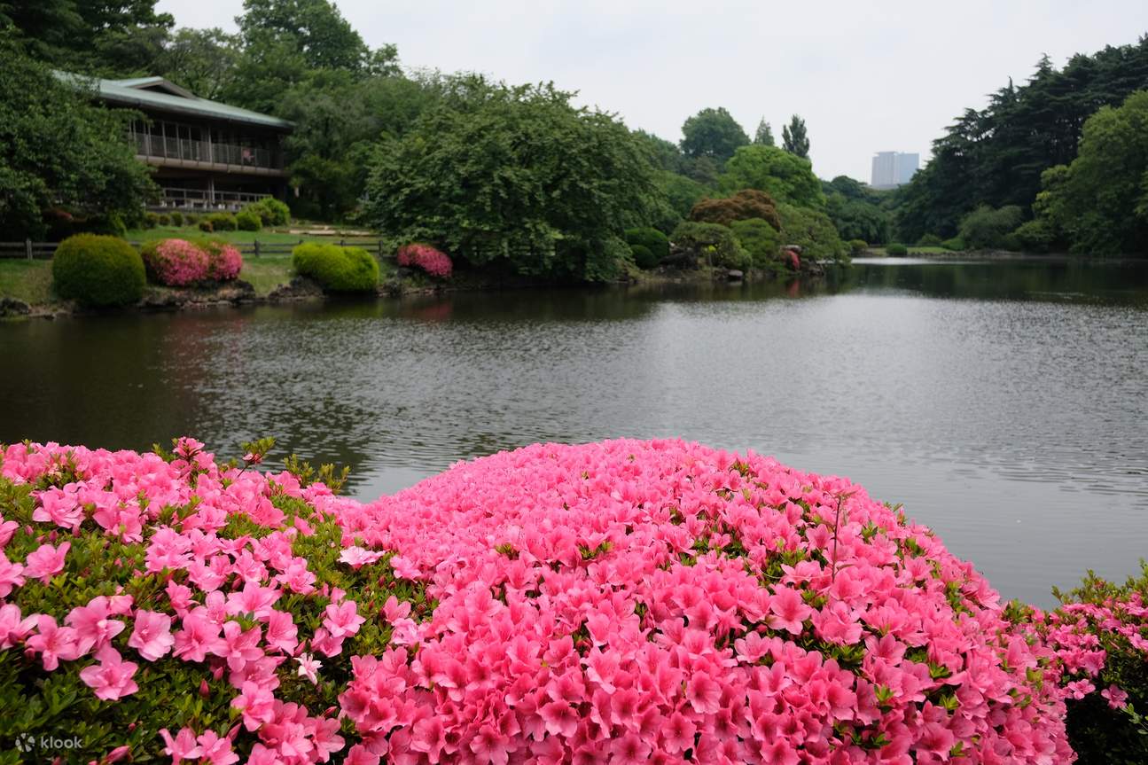 Shinjuku Gyoen National Garden – 2 Hours Walking Tour - Klook United States