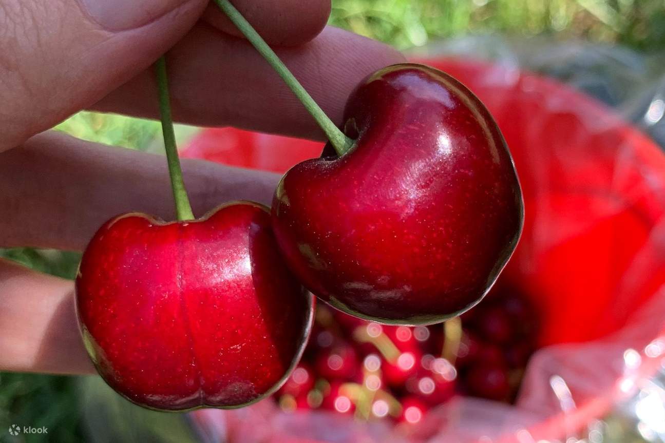 Cherry-Picking Wandin East - Klook Malaysia