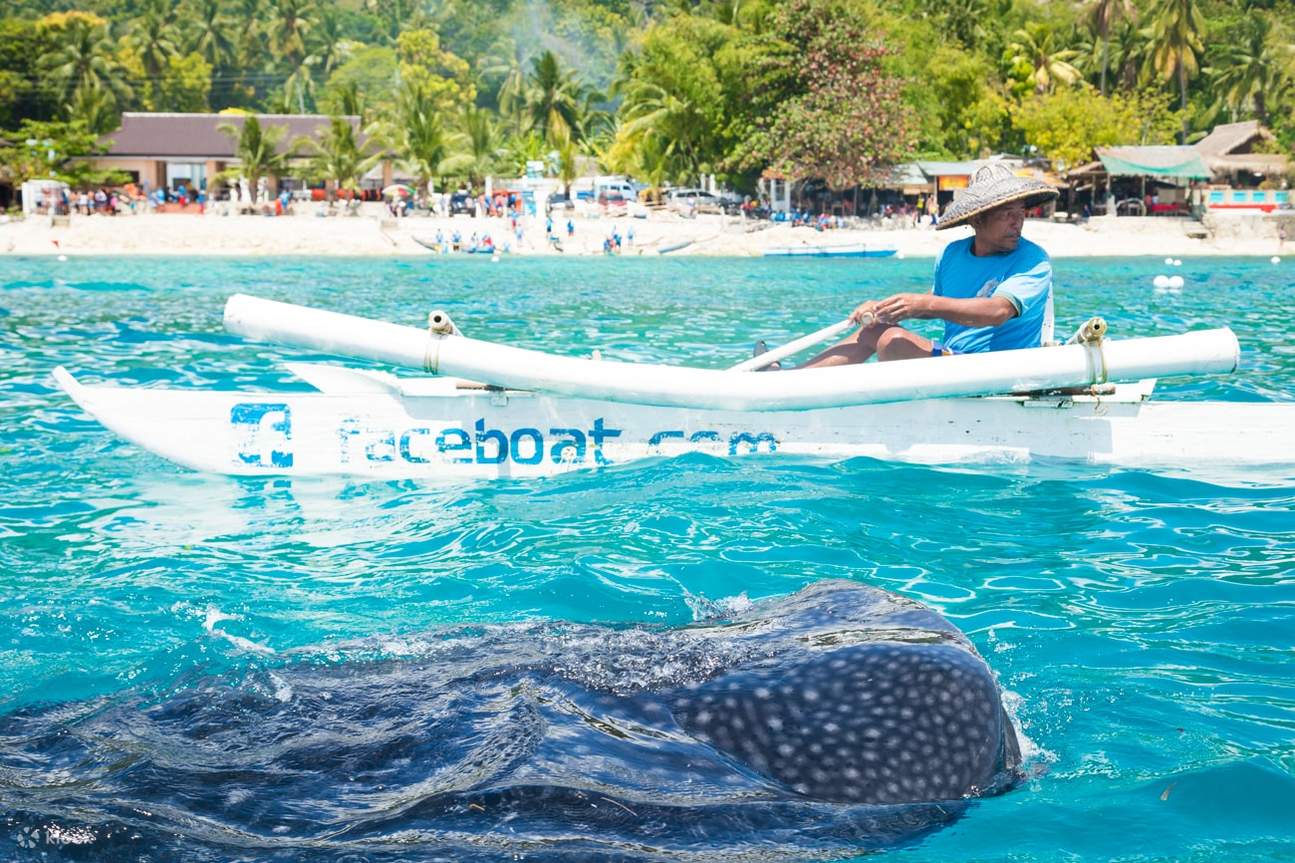 Whale Shark Snorkeling & Sumilon Island Hopping Tour in Cebu - Klook ...
