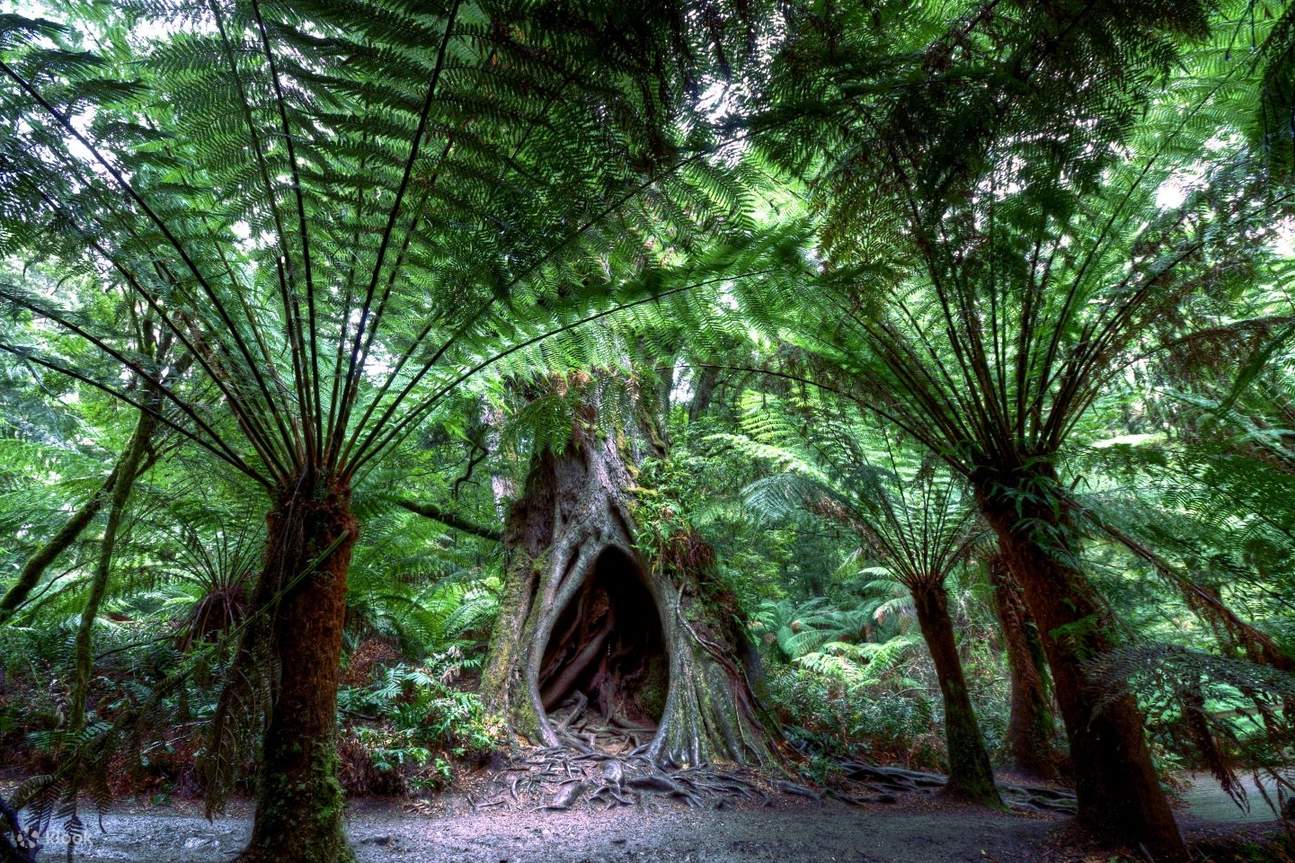 Private Great Ocean Road Day Tour from Melbourne - Klook Singapore