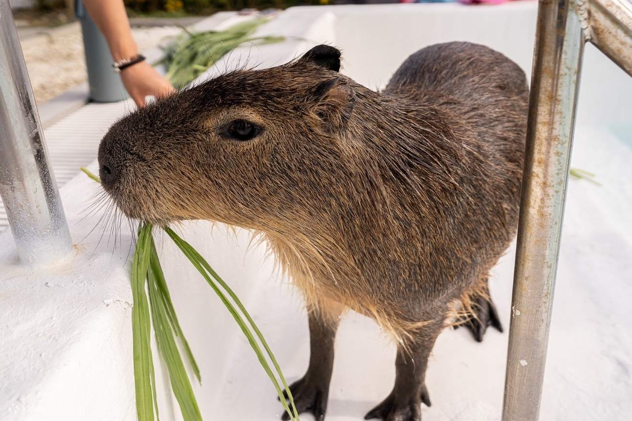 Tiket Pingtung Kenting Deer Island Capybara Ecological Park - Klook ...