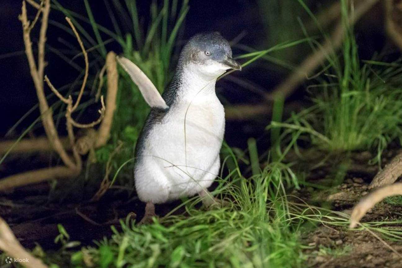 Lawatan Hari Perarakan Penguin Pulau Phillip dari Melbourne - Klook ...