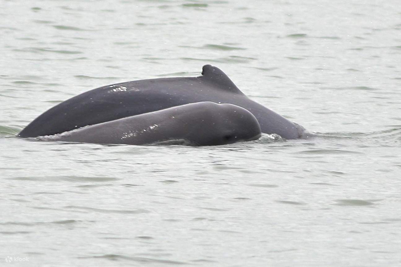 Sarawak Dolphin Mangrove Cruise - Klook Malaysia