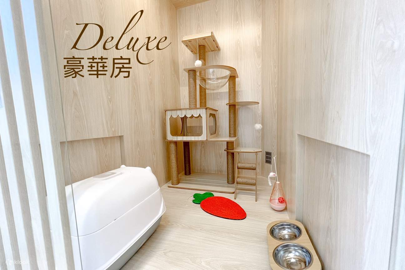 Catwalk Hotel - 홍콩의 고양이 호텔일 - 클룩 Klook 한국