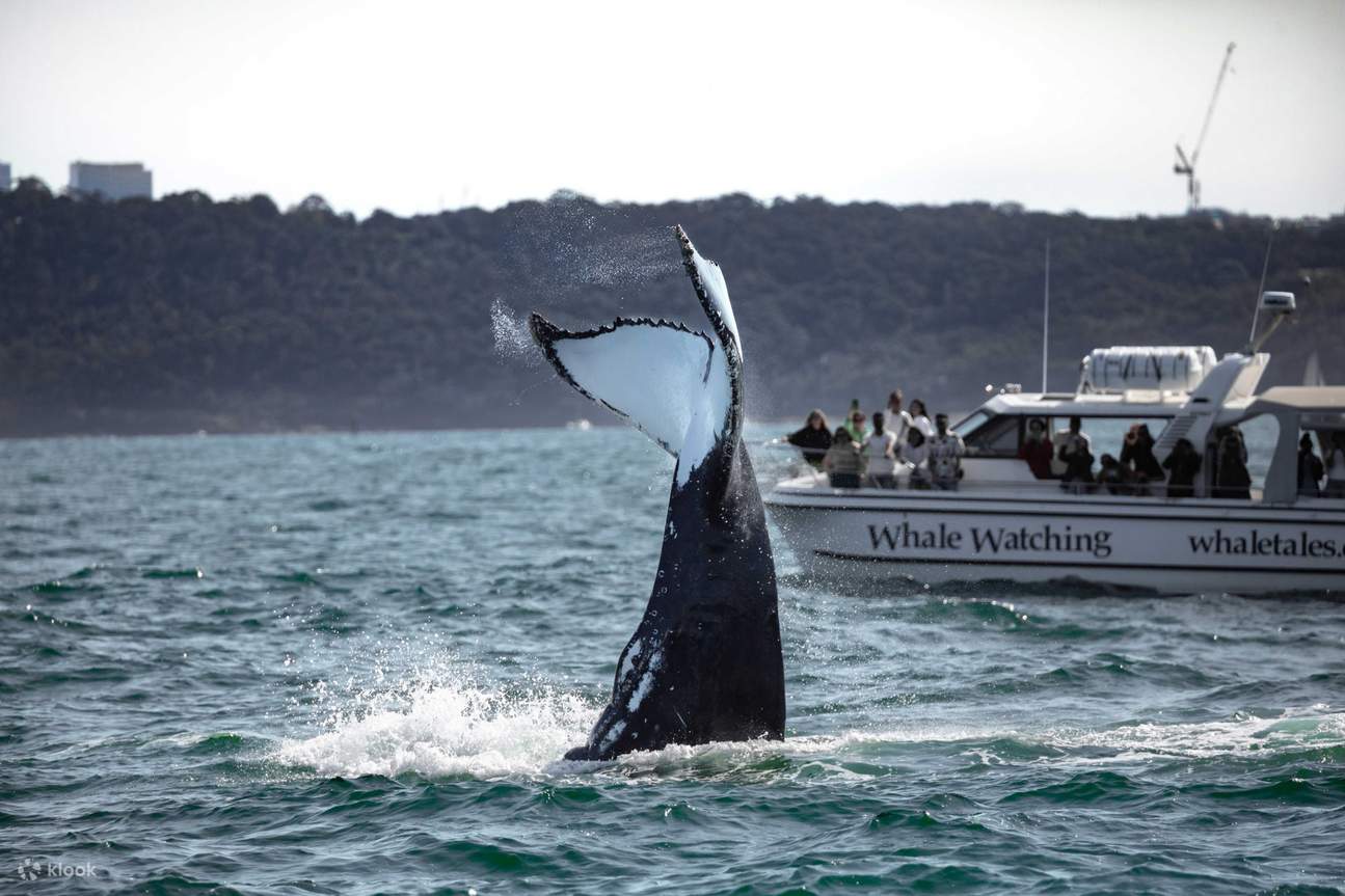 2-Hour Ocean Whale Watching Experience from Barangaroo - Klook Philippines
