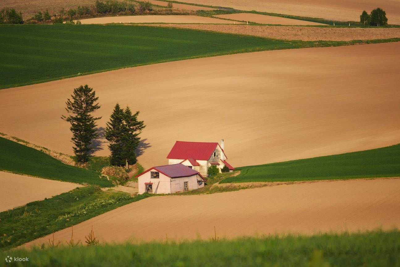 Illumination Tour: Furano Elf Terrace, Biei Blue Pond & Shirahige Falls ...