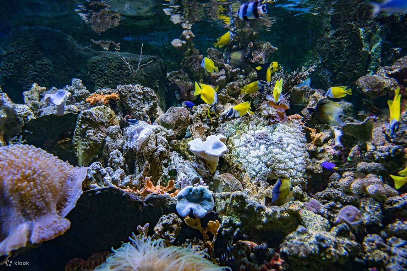 Tiket Sea World Ancol - Klook Indonesia