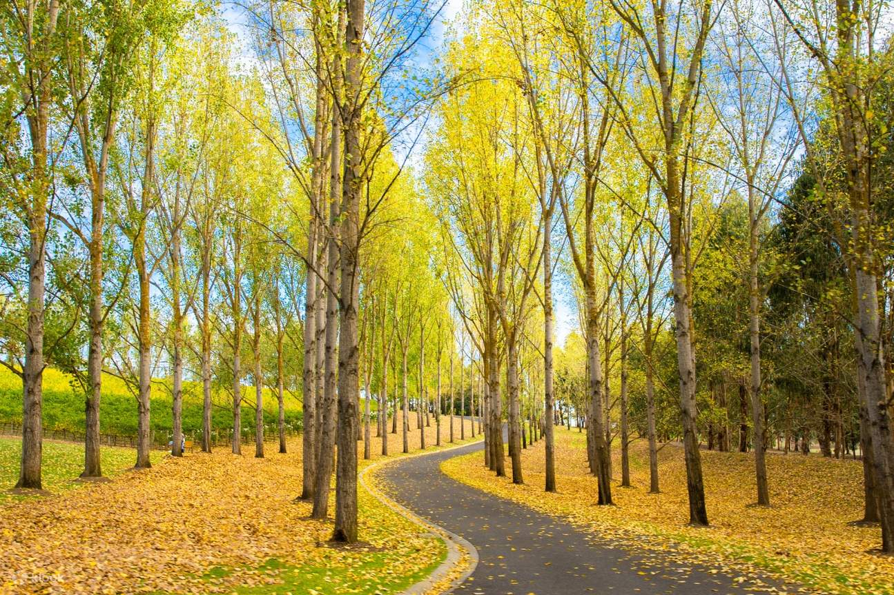 Tarrawarra Estate, Healesville Sanctuary & Puffing Billy Train Tour ...