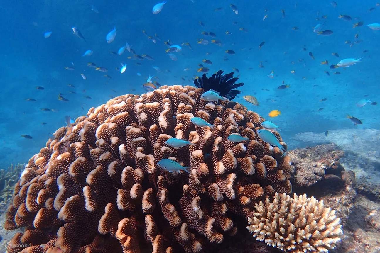 Outer Reef Snorkel and Dunk Island Small Group Tour from Cairns - Klook ...