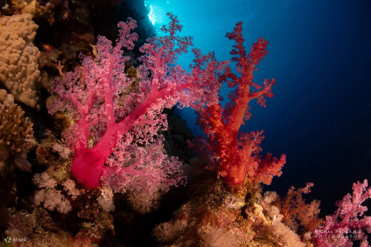 Become a PADI Enriched Air Diver in Marsa Alam with a PADI 5 Star IDC ...