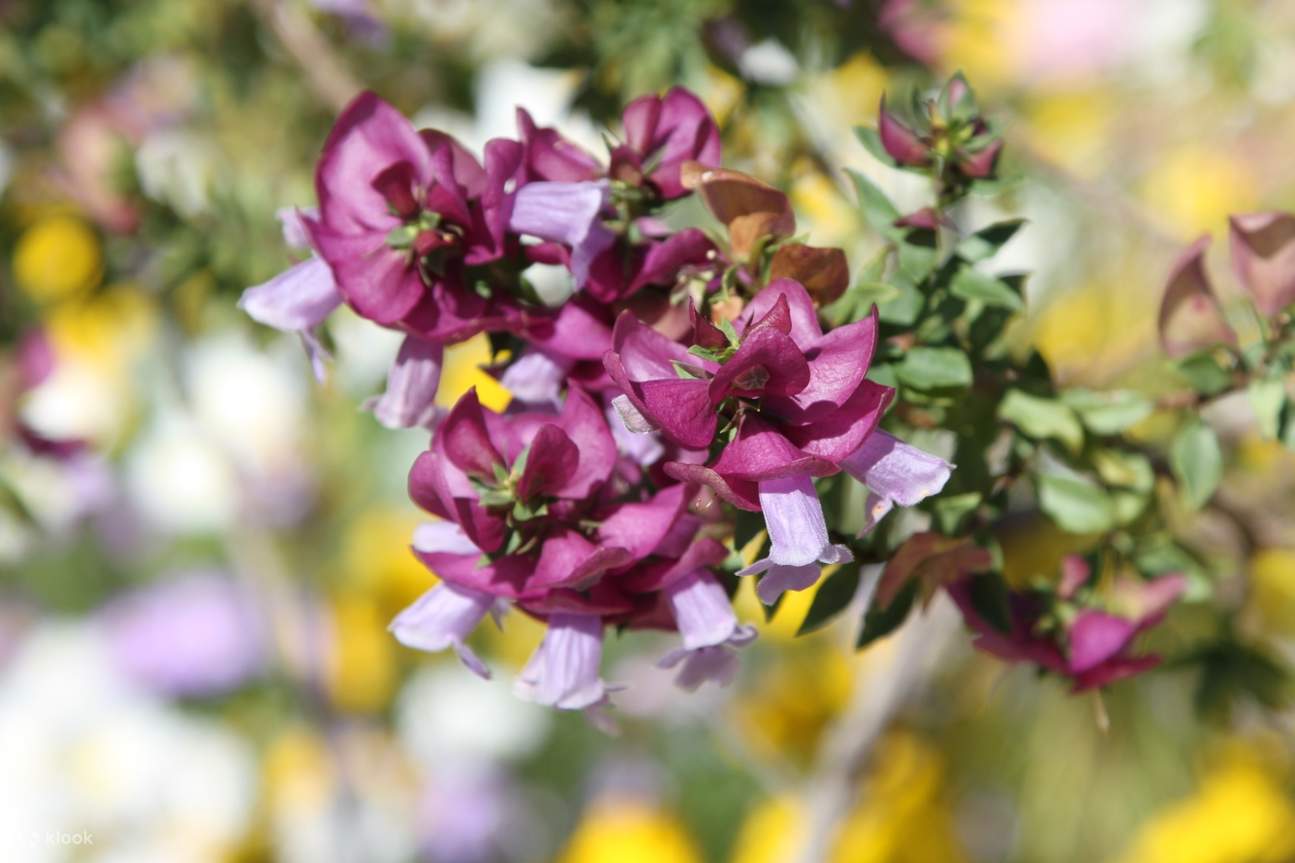 Perth Wildflower, Nature and Wildlife Walking Tour - Klook, Vereinigte ...