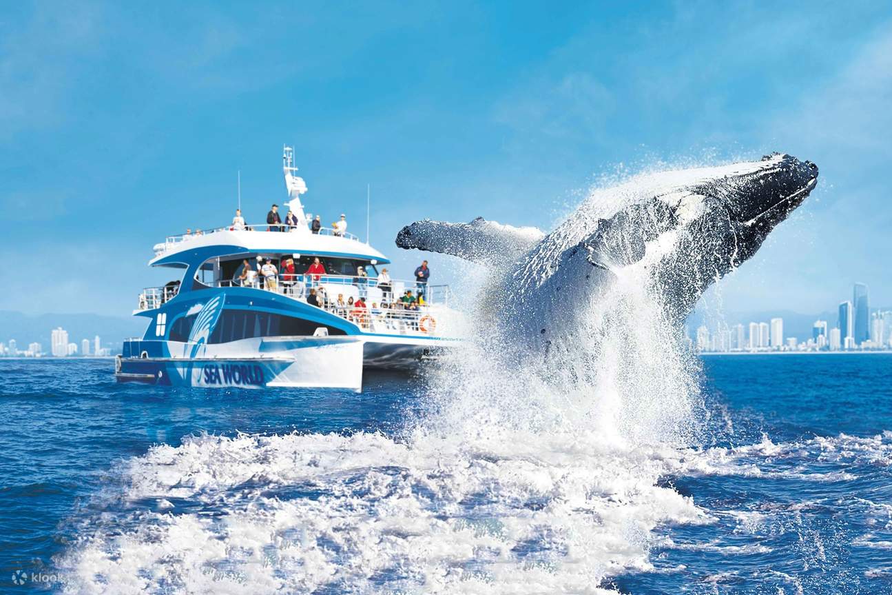 Gold Coast Classic Ballooning & Vineyard Breakfast with Whales - Klook ...
