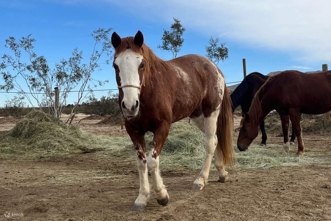 Animal Visit and Adventure Ride Experience in Joshua Tree - Klook Singapore