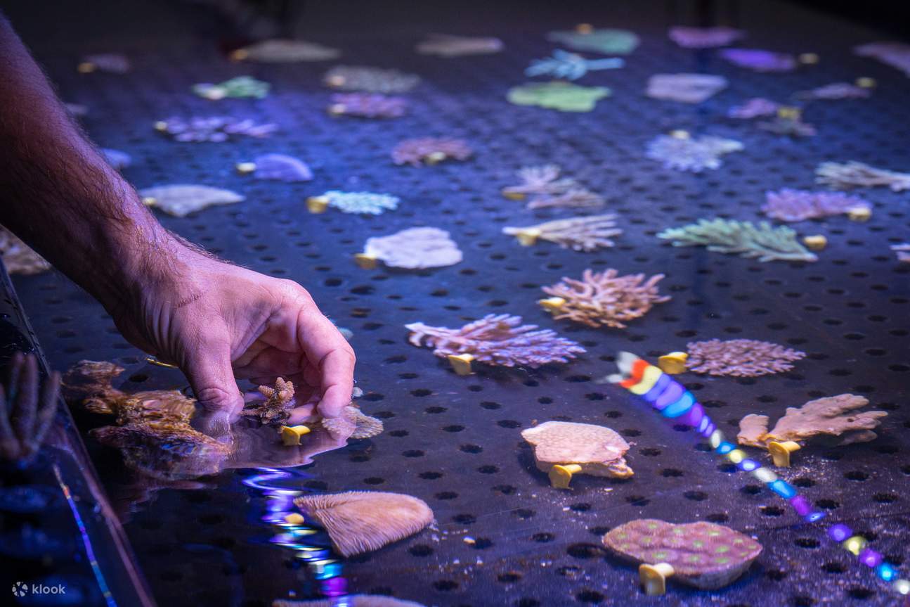 Marine Life Encounter by Cairns Aquarium - Klook Philippines