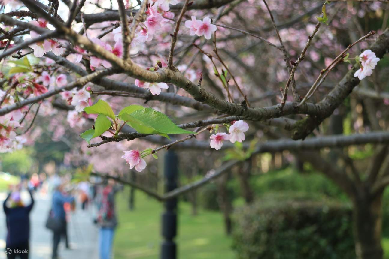 Taipei Cherry Blossom Day Tour - Klook