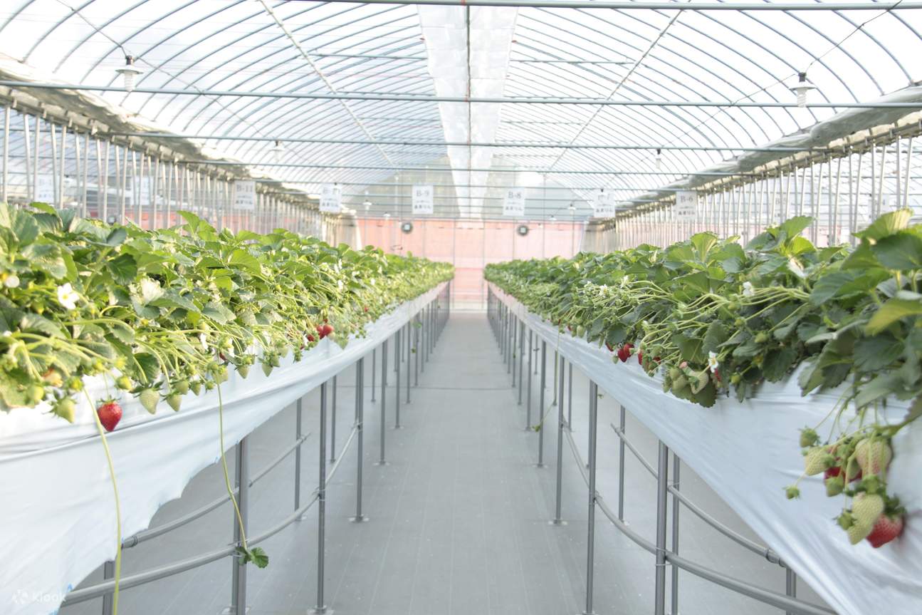 Tokyo, Koedo Kawagoe, Japan's Award-winning Strawberry Picking Day Tour ...