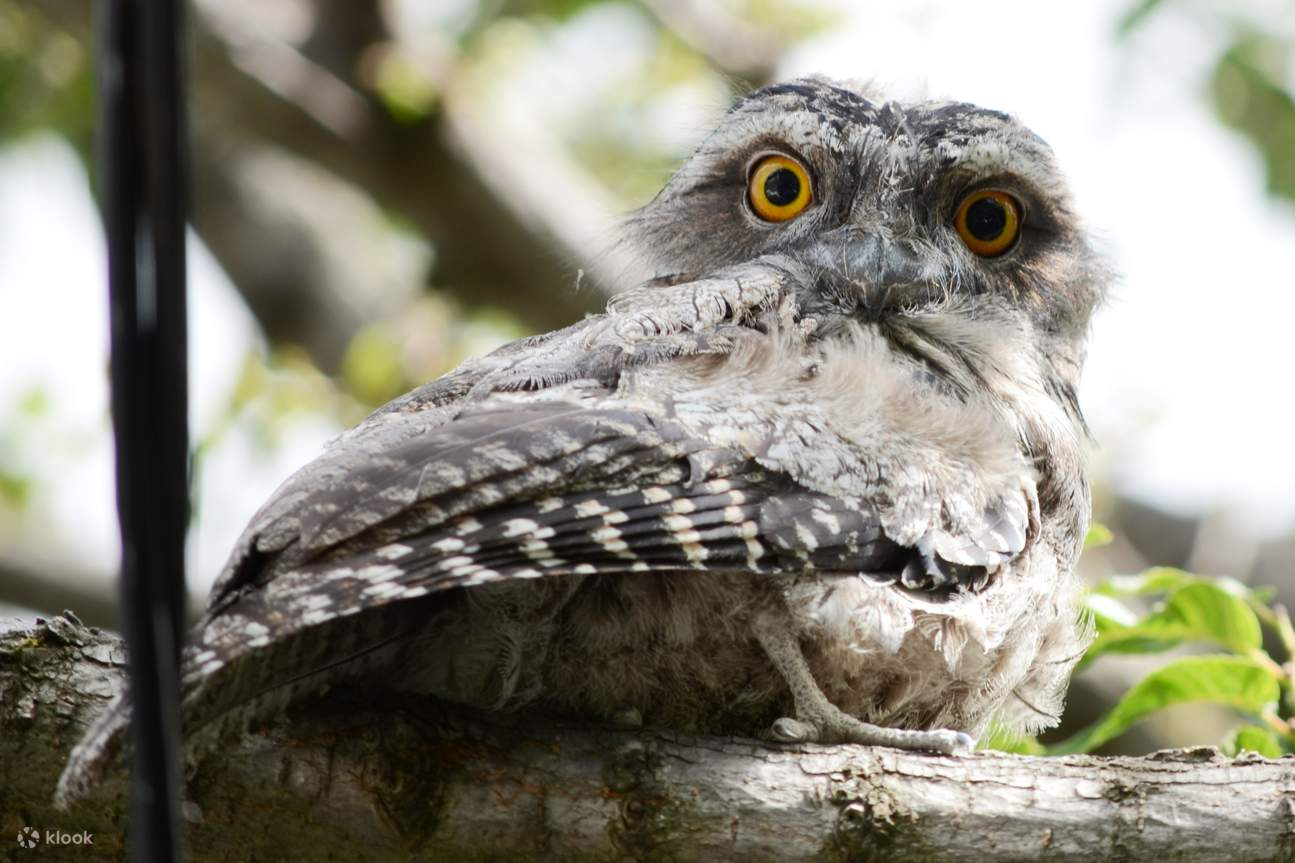 2 Day Great Ocean Road and Otway Forest Tour from Melbourne - Klook