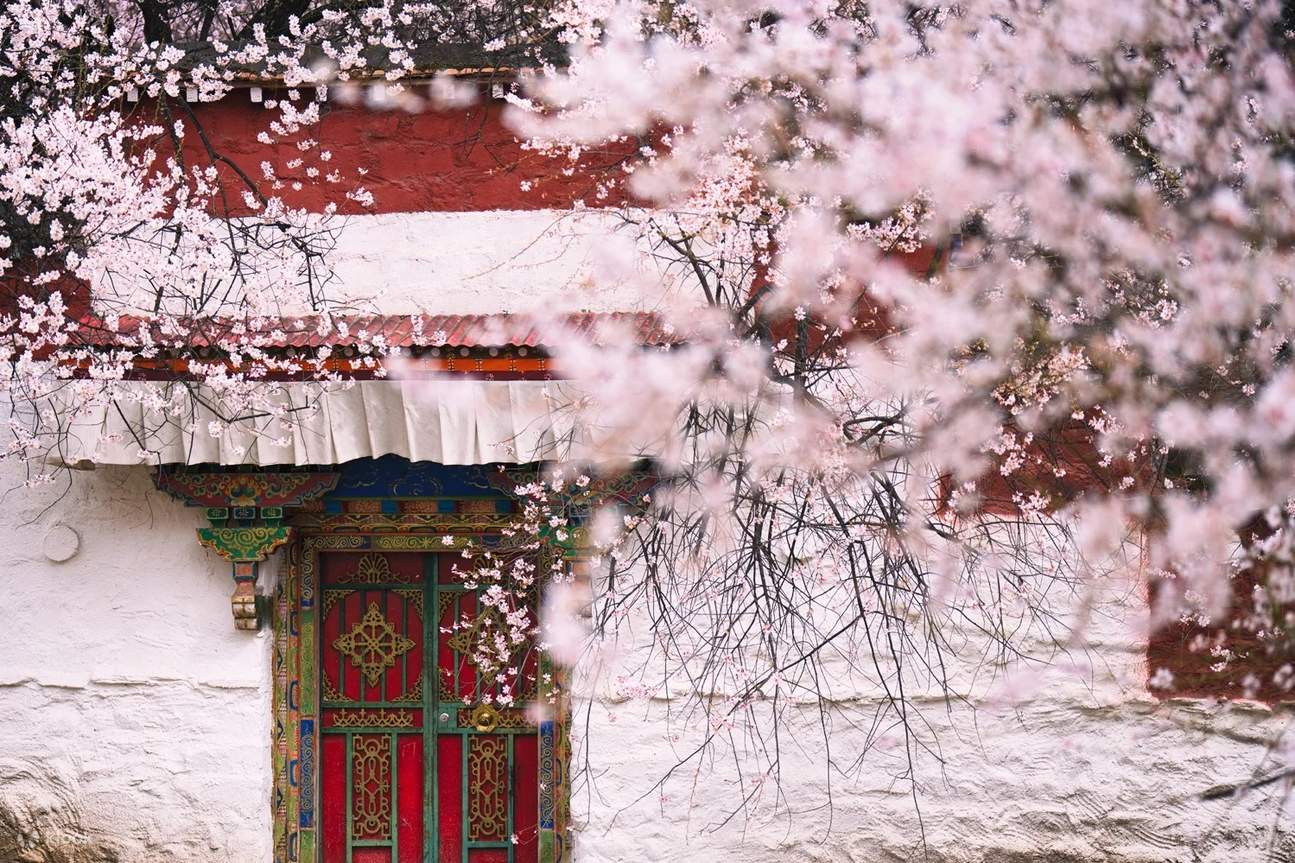 Nyingchi Peach Blossom Luxury 6 Days (Nangabawa Sunshine Golden ...