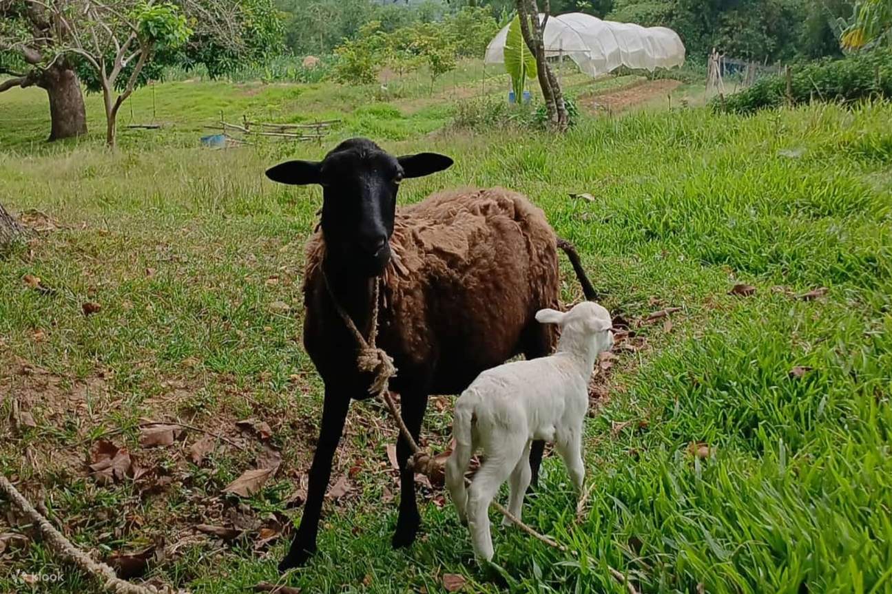 Cebu Farm Life Tour - Klook India