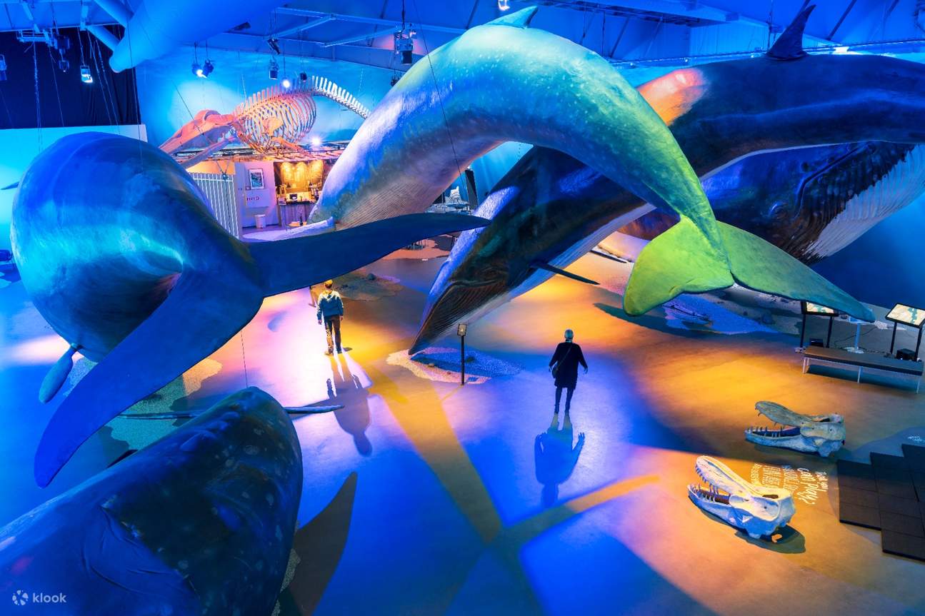 Whales of Iceland Entrance Ticket & Whale Watching Tour in Reykjavik ...